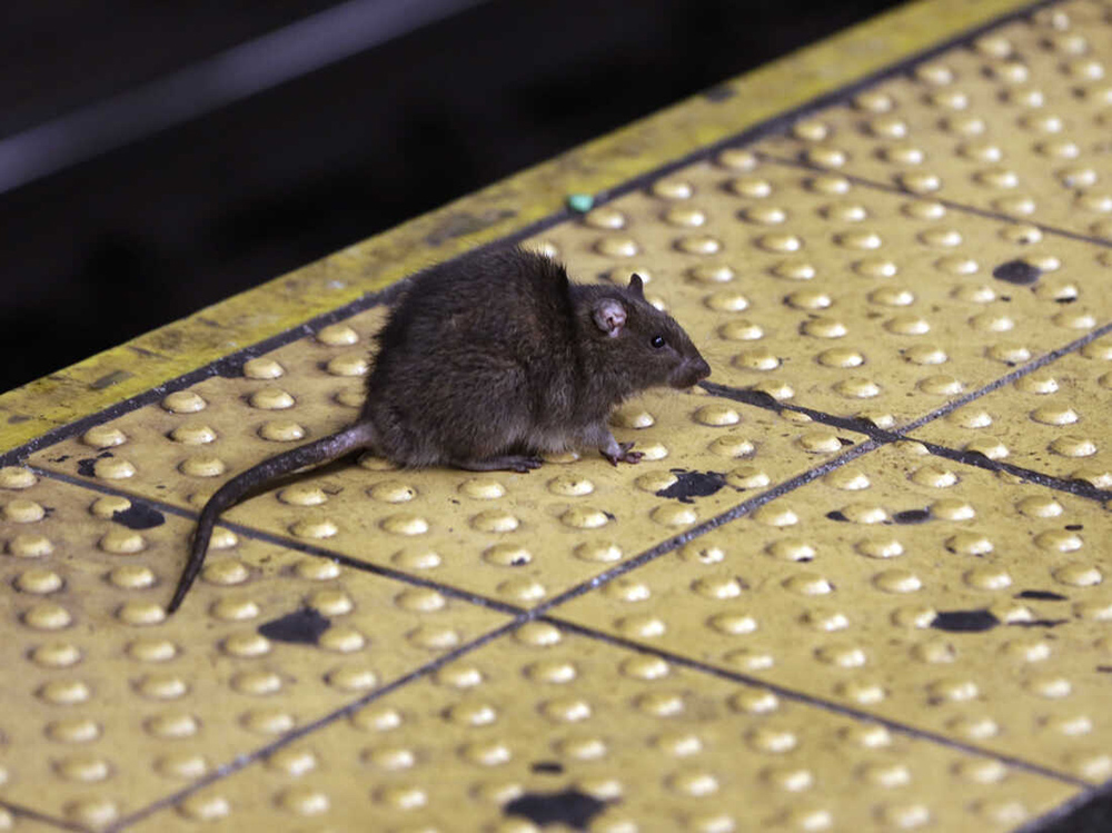 PETA Defends NYC Rats: “They Deserve Better Than to be Killed” - The ...